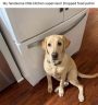 14 Funny Labrador Memes That Will Make You Smile! | PetPress