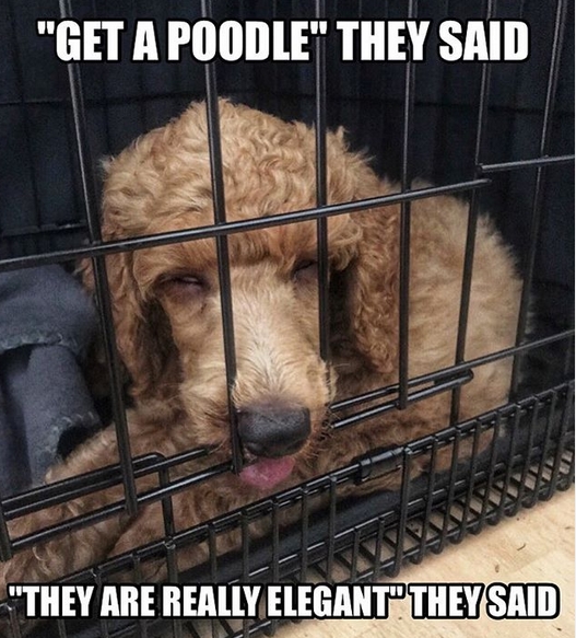 14 Funny Poodle Memes That Will Make You Smile! | Page 2 of 3 | PetPress