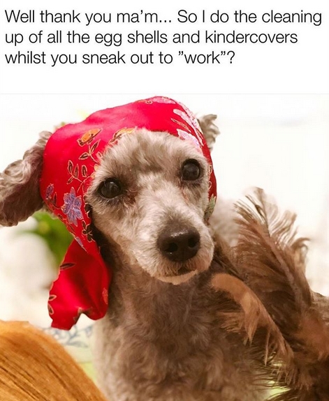 14 Funny Poodle Memes That Will Make Your Day! | Page 2 of 3 | PetPress