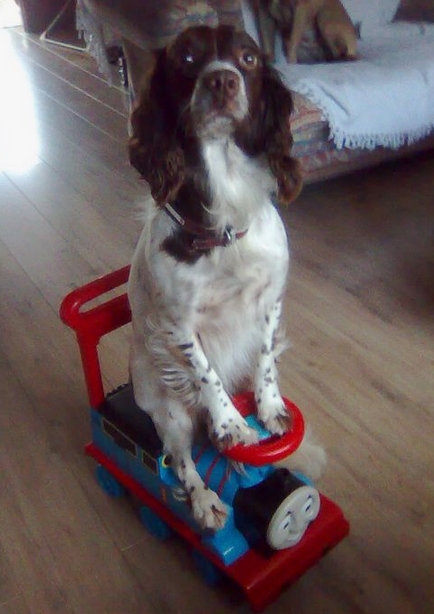 The 14 Funniest Springer Spaniel Memes of the Day! | Page 3 of 3 | PetPress