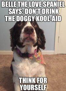 The 14 Funniest Springer Spaniel Memes of the Day! | Page 2 of 3 | PetPress