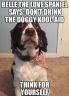 The 14 Funniest Springer Spaniel Memes of the Day! | Page 2 of 3 | PetPress