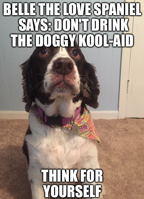 The 14 Funniest Springer Spaniel Memes of the Day! | Page 2 of 3 | PetPress