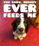 The 14 Funniest Springer Spaniel Memes of the Day! | Page 2 of 3 | PetPress