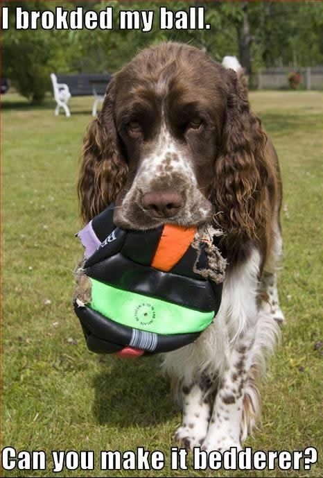 The 14 Funniest Springer Spaniel Memes of the Day! | Page 2 of 3 | PetPress