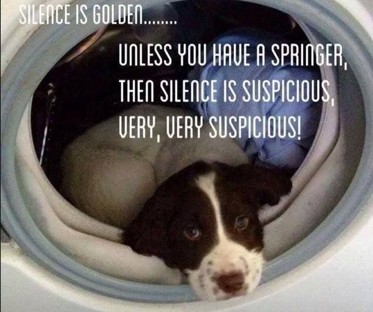 The 14 Funniest Springer Spaniel Memes of the Day! - PetPress
