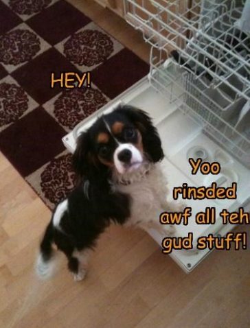 14 Funny Memes That You Must Show to Your Friend Who Own a Cavalier ...