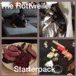 The 14 Funniest Rottweiler Memes of the Day! - PetPress