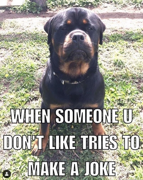 The 14 Funniest Rottweiler Memes of the Day! - PetPress