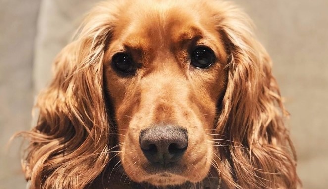 14 Great Facts About Cocker Spaniels - PetPress