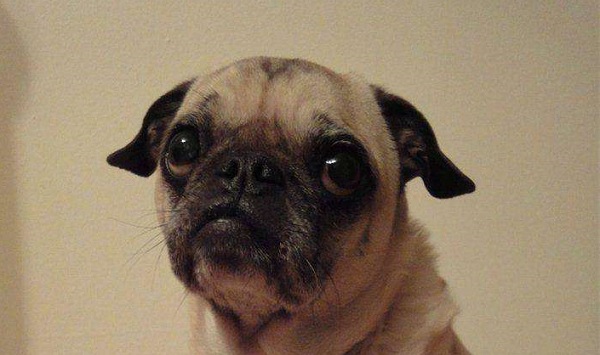 14 Funny Pug Pics That Will Make You Smile - PetPress