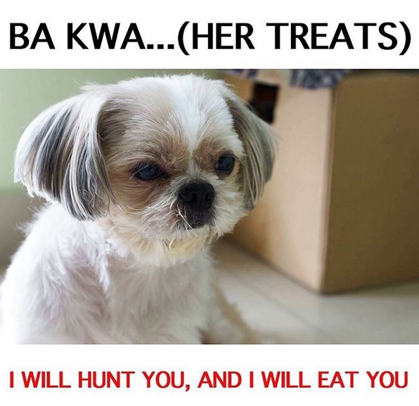The 14 Funniest Shih Tzu Memes That Will Make You Laugh Page 2 Of 3