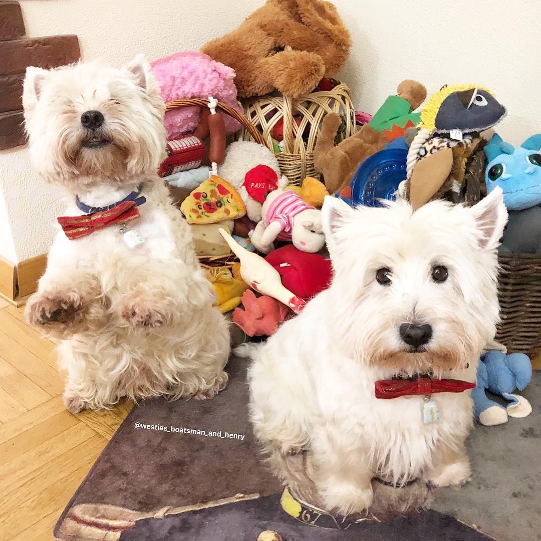 14 Things Only West Terrier Owners Understand | PetPress