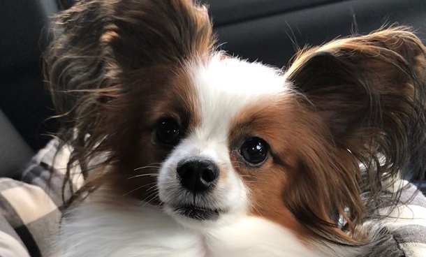 14 Beautiful Facts About Papillons - PetPress