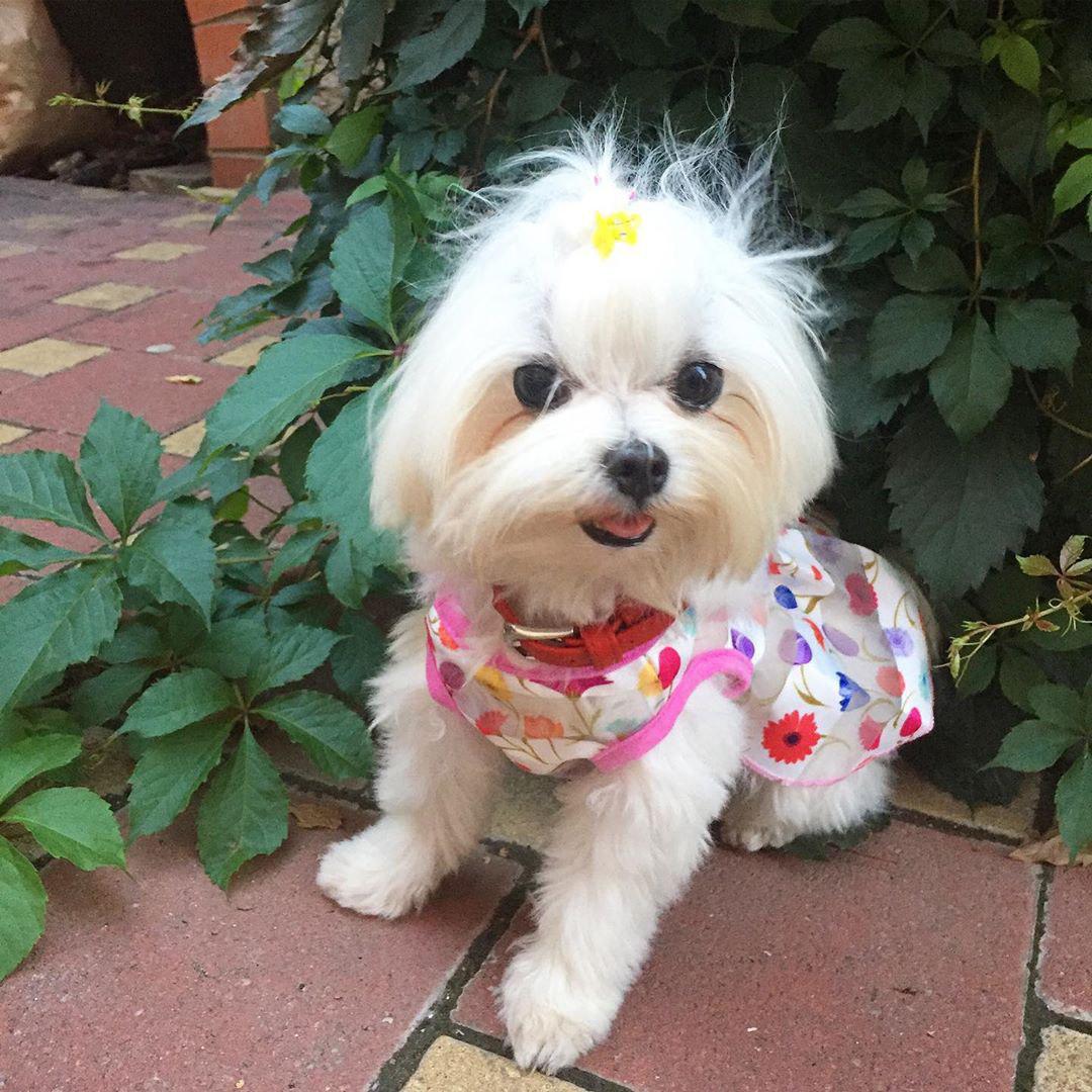 16 Funny Pictures Explaining Why People Call Maltese Terriers Trendy ...