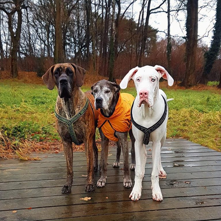 15 Big Facts About Great Danes - Page 2 of 3 - PetPress