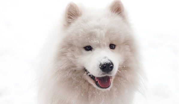 14 Reasons Samoyeds and American Eskimo Dogs Are The Pet of the Year ...