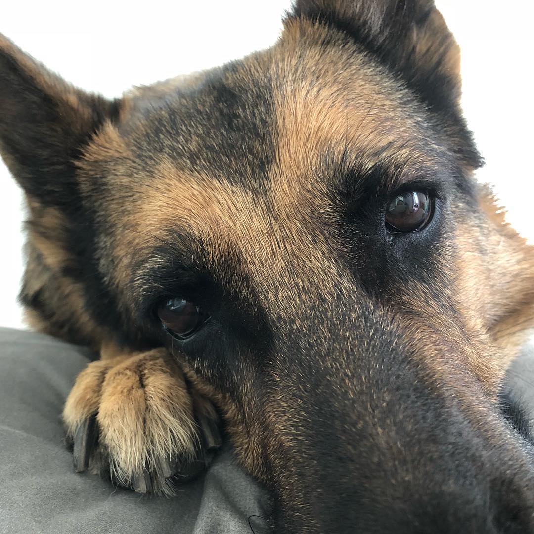 14 Amazing Facts That All German Shepherd Lovers Must Know | PetPress