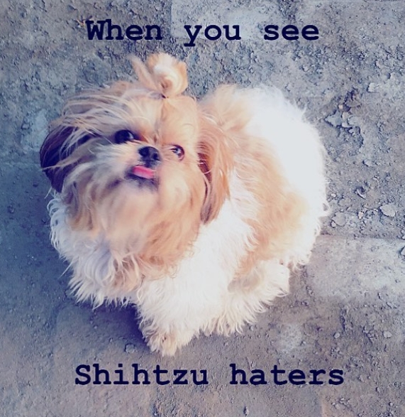 The 15 Funniest Shih Tzu Memes of the Day! - Page 3 of 3 - PetPress