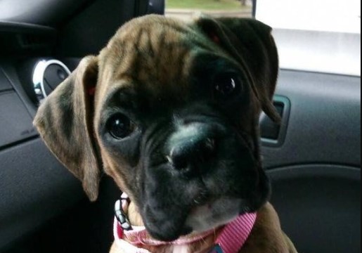 The 14 Cutest Boxer Puppies That Will Make Your Day | Page 2 of 3 ...