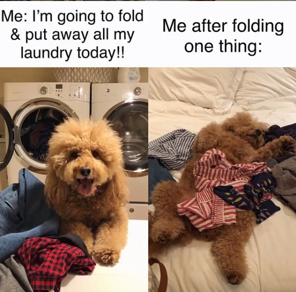 The 14 Funniest Goldendoodle Memes of the Week! | Page 3 of 3 | PetPress