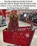 The 14 Funniest Goldendoodle Memes of the Week! - PetPress