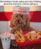 The 14 Funniest Goldendoodle Memes of the Week! - PetPress