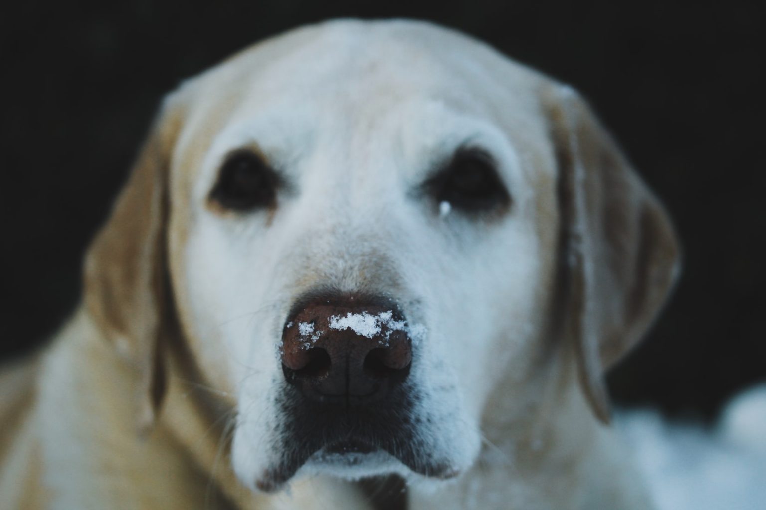 15 Reasons Why the Labrador Retriever is the Perfect Family Dog | PetPress
