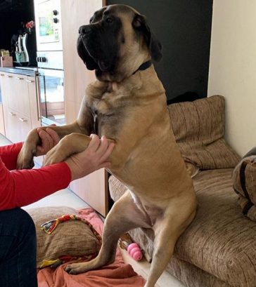 14 Funny Mastiff Memes That Will Make Your Day! - Page 3 of 3 - PetPress