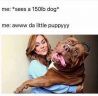 14 Funny Mastiff Memes That Will Make Your Day! | Page 2 of 3 | PetPress