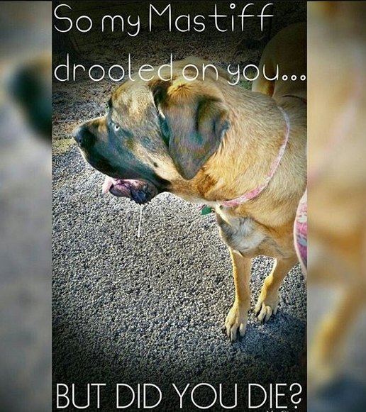 14 Funny Mastiff Memes That Will Make Your Day! | Page 2 of 3 | PetPress