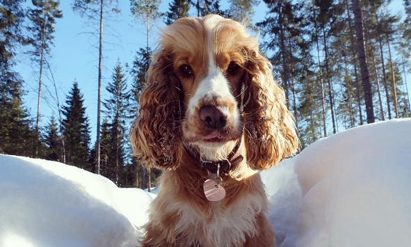 14 Funny Cocker Spaniel Facts - PetPress