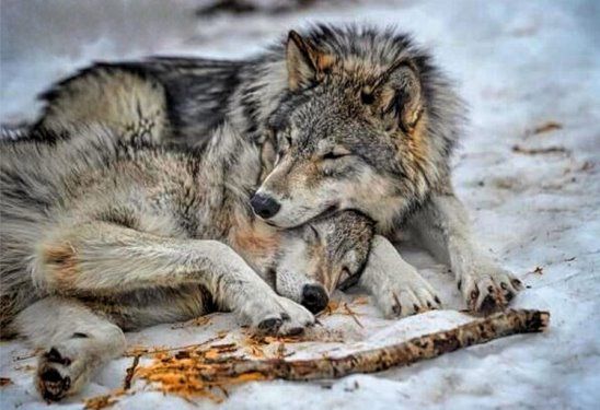 15 Photos Confirming That Wolves Are Very Friendly - PetPress