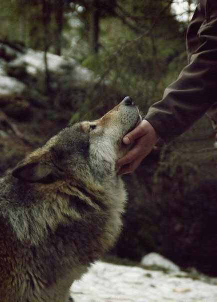 15 Photos Confirming That Wolves Are Very Friendly - PetPress