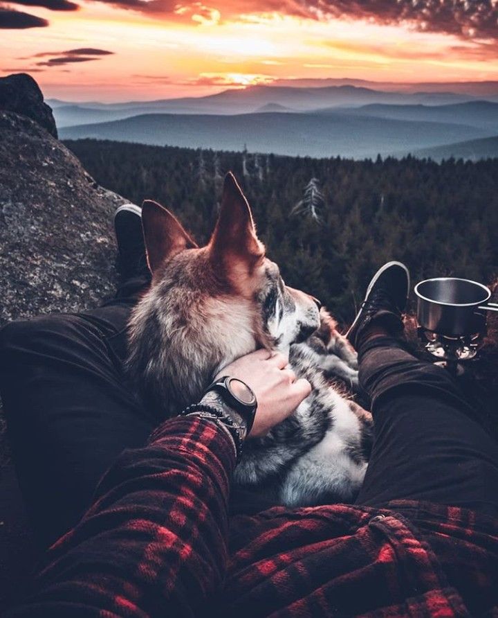 15 Photos Confirming That Wolves Are Very Friendly - PetPress