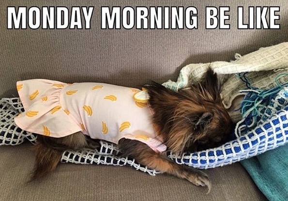 The 14 Funniest Chihuahua Memes of the Week! - Page 2 of 3 - PetPress
