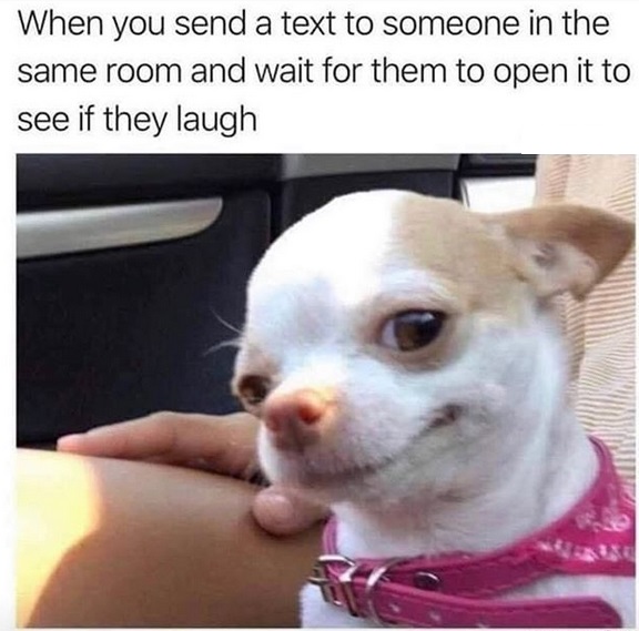 The 14 Funniest Chihuahua Memes of the Week! - PetPress