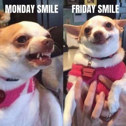 14 Funny Chihuahua Memes That Will Make You Laugh! | Page 2 of 3 | PetPress