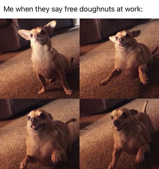 14 Funny Chihuahua Memes That Will Make You Laugh! | Page 2 of 3 | PetPress