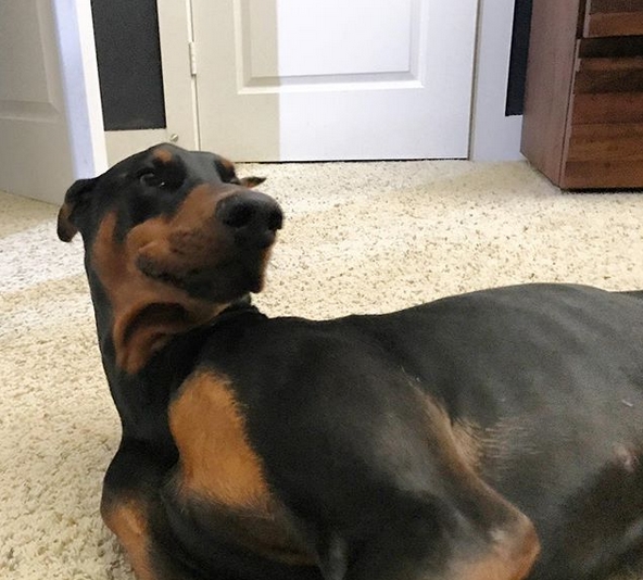 14 Funny Doberman Memes That Will Make Your Day! - Page 3 of 3 - PetPress