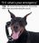 14 Funny Doberman Memes That Will Make Your Day! - PetPress