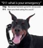 14 Funny Doberman Memes That Will Make Your Day! - PetPress