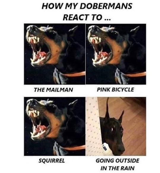 The 14 Funniest Memes That You Must Show to Your Friends Who Own ...