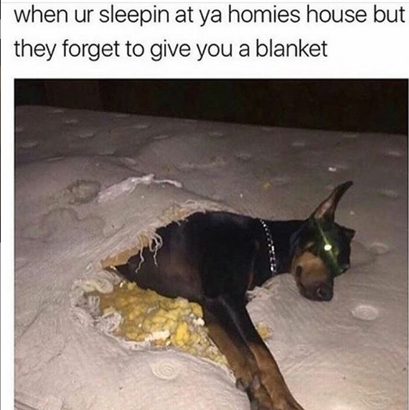 14 Funny Doberman Memes That Will Make You Smile! | Page 2 of 3 | PetPress