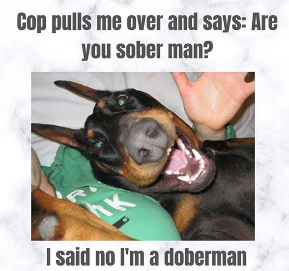 14 Funny Doberman Memes That Will Make You Smile! - PetPress