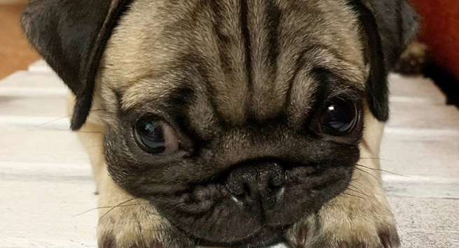15 Funny Pics With Pugs That Will Make You Smile - PetPress
