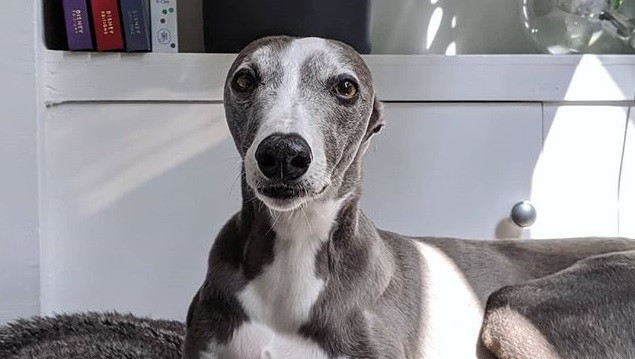 14 Whippets Who Want to Have Lazy Weekends With You - PetPress