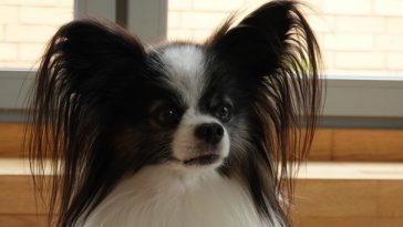 14 Cool And Lovely Papillon Facts | PetPress