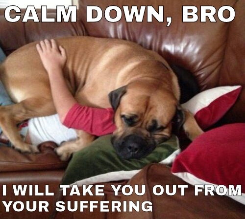 14 Mastiff Memes That Will Make Your Day | Page 2 of 3 | PetPress