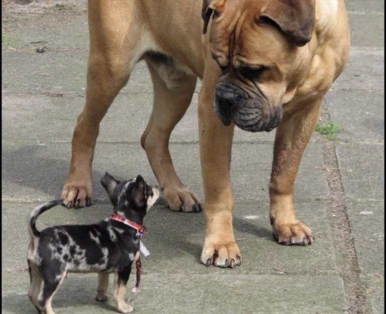 14 Mastiff Memes That Will Make Your Day | Page 2 of 3 | PetPress